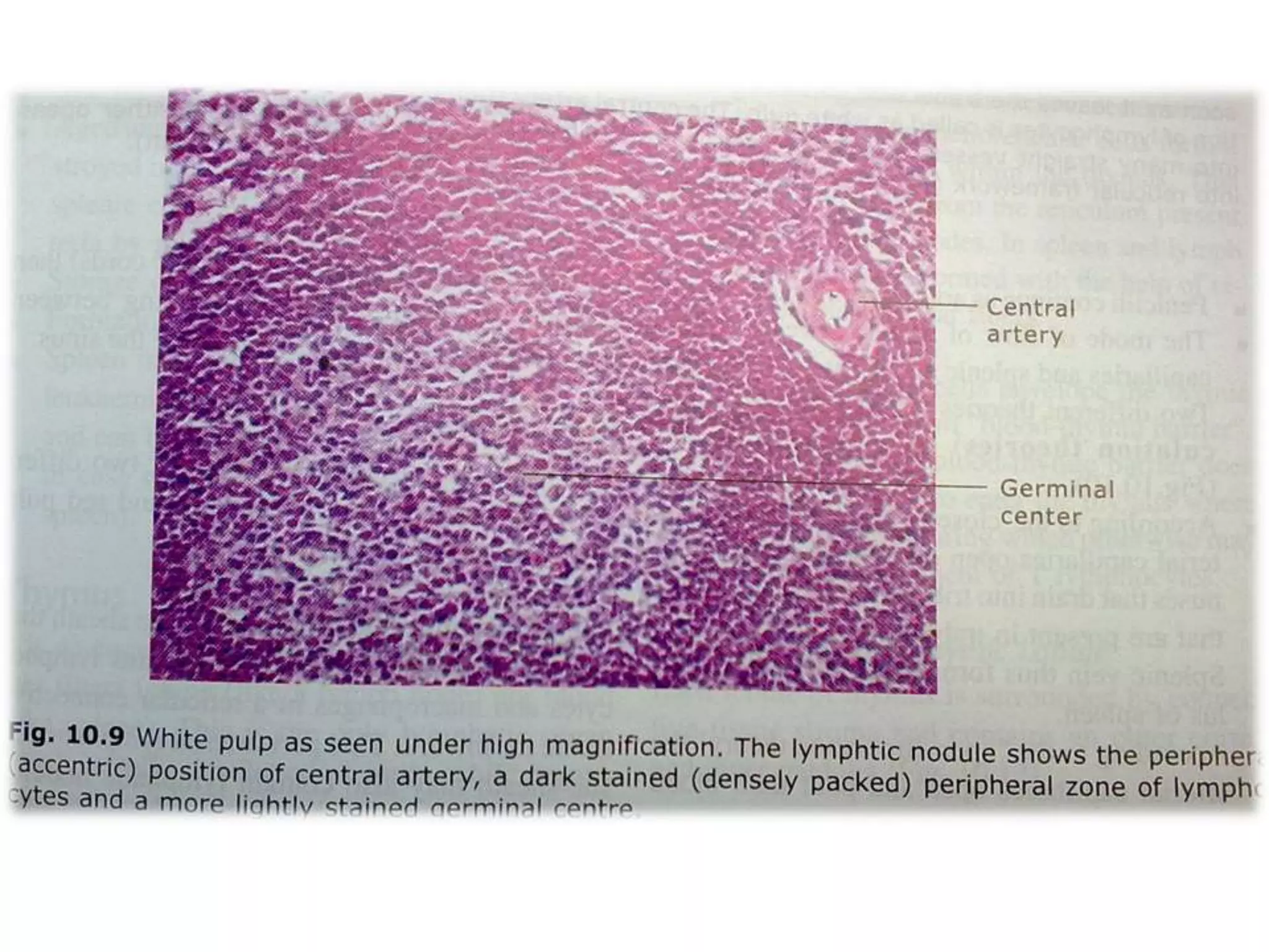 Structure and function of Spleen | PPTX