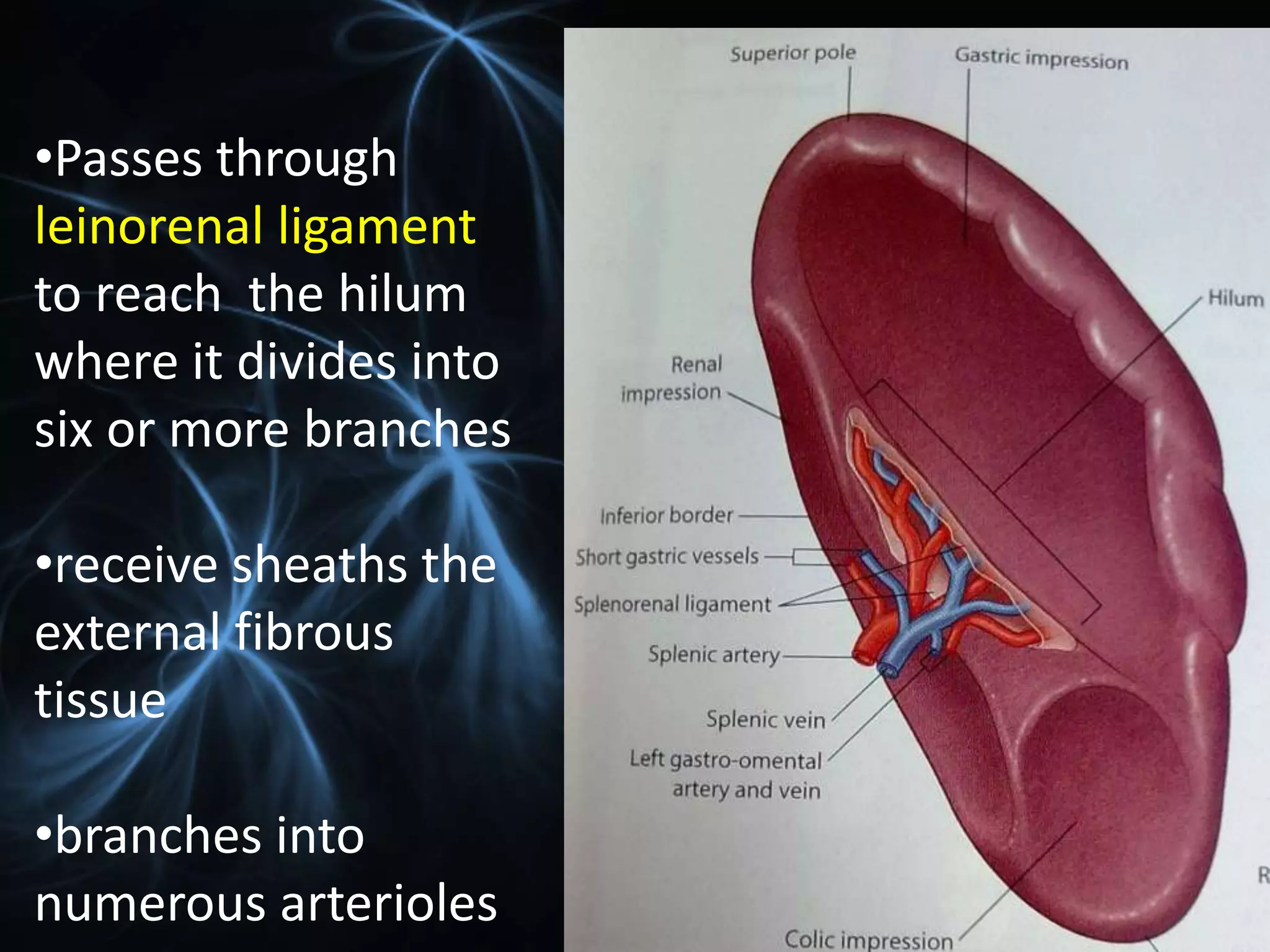Structure and function of Spleen | PPTX