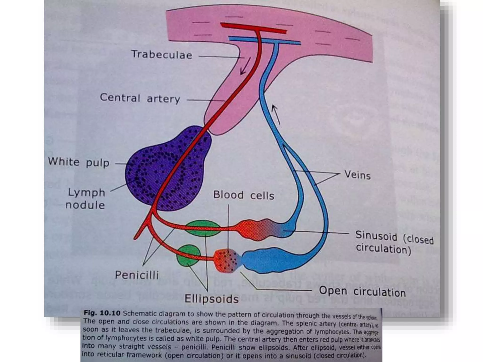 Structure and function of Spleen | PPTX
