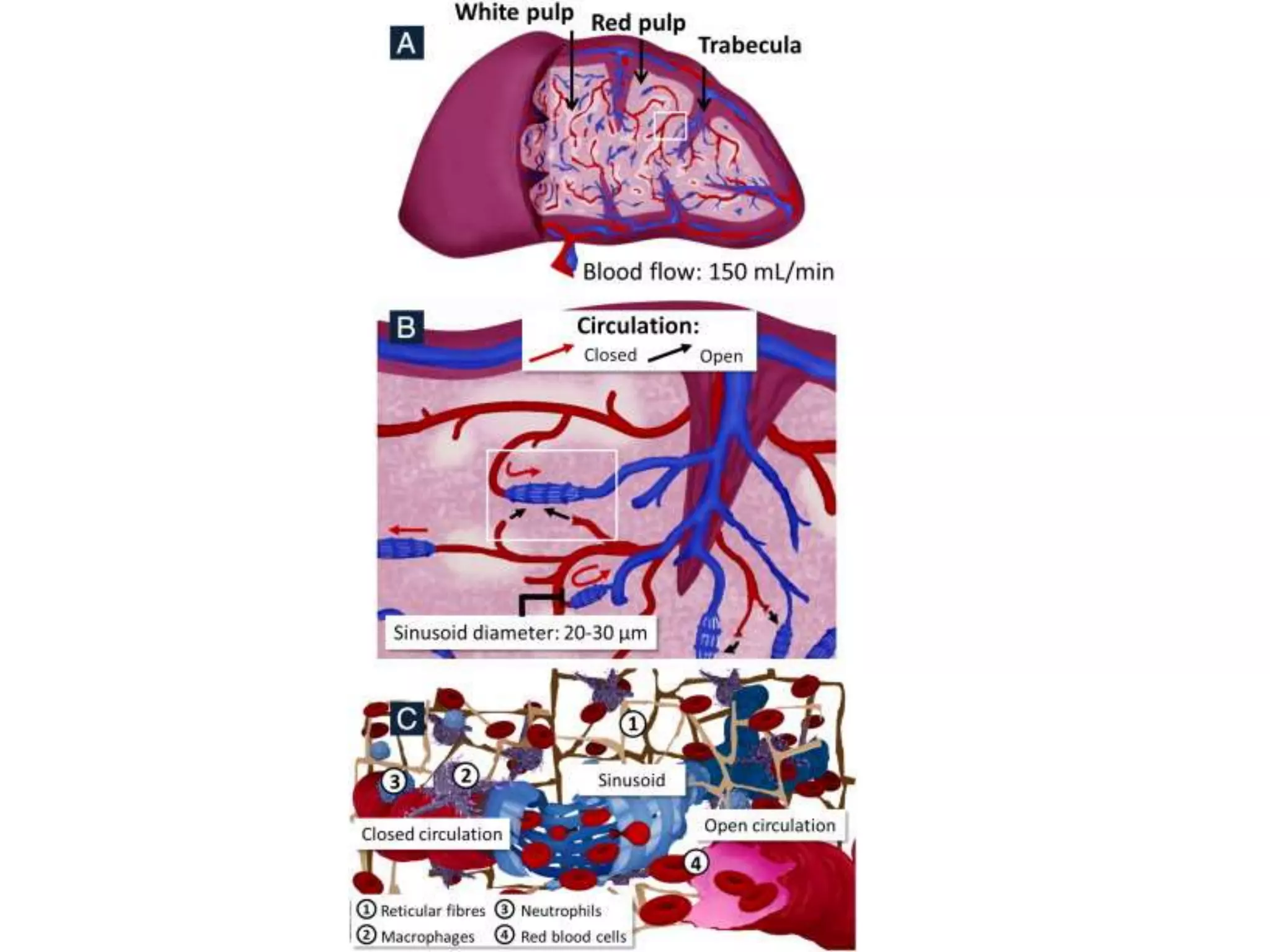 Structure and function of Spleen | PPTX
