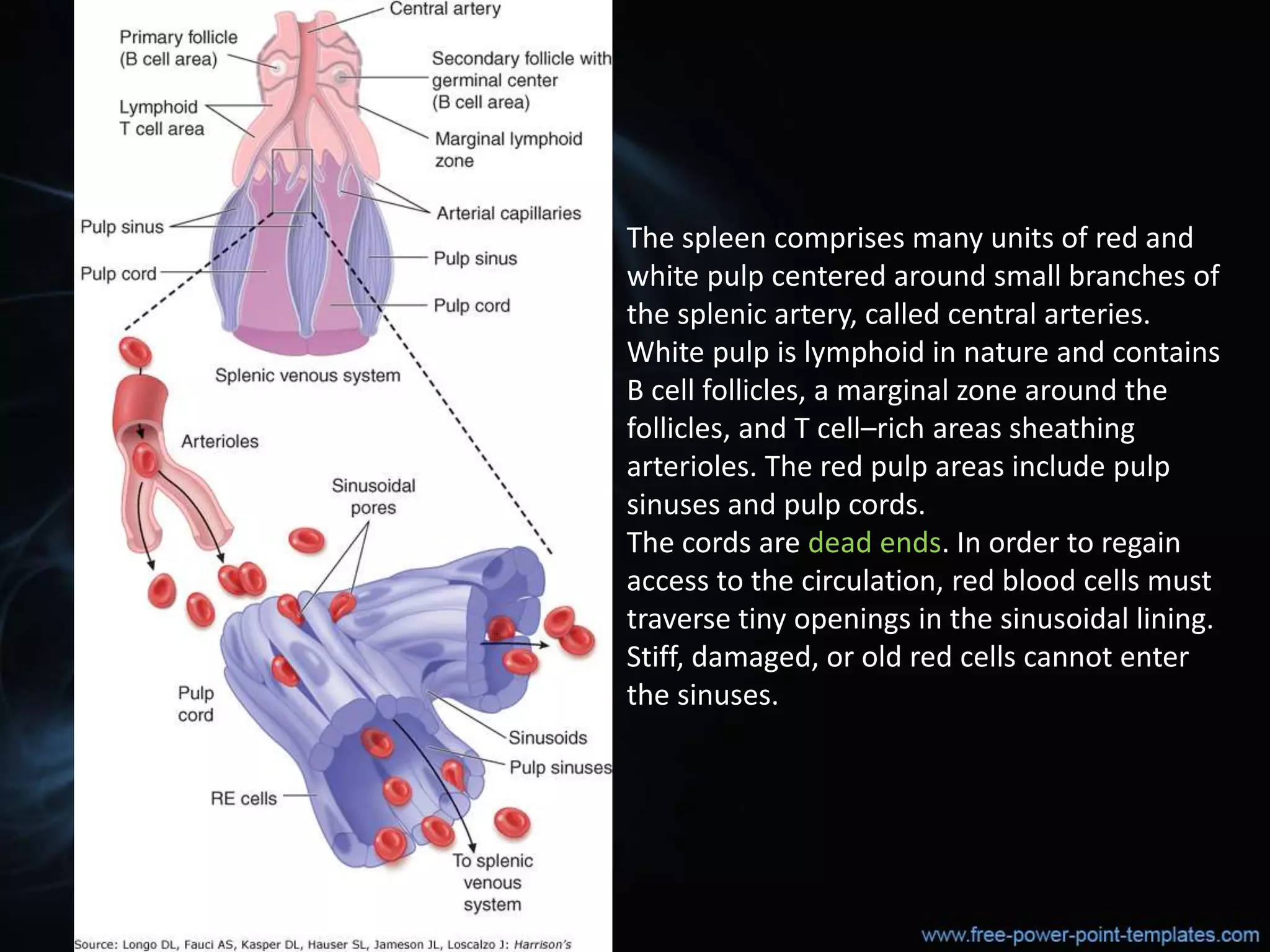 Structure and function of Spleen | PPTX