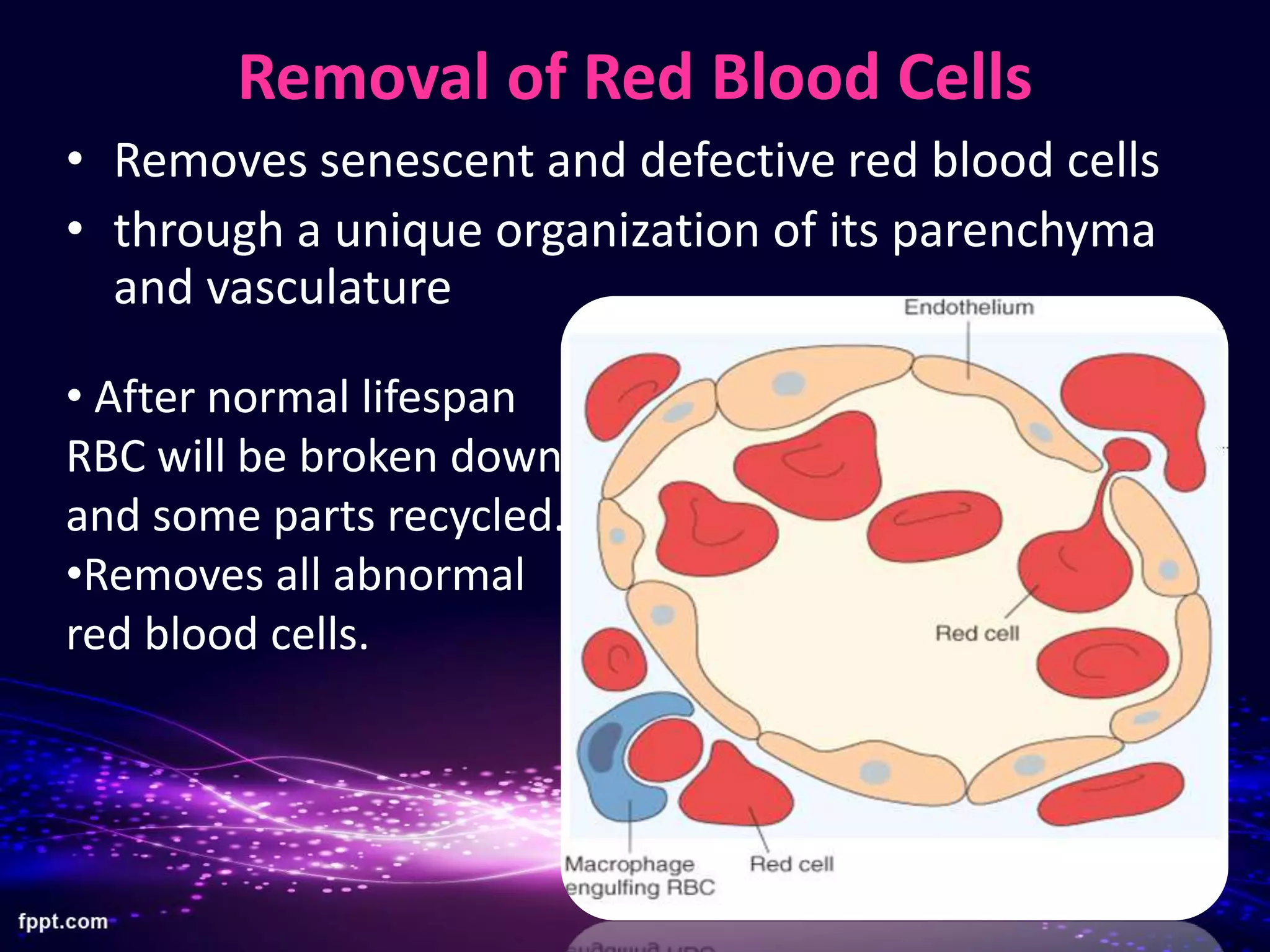 Structure and function of Spleen | PPTX