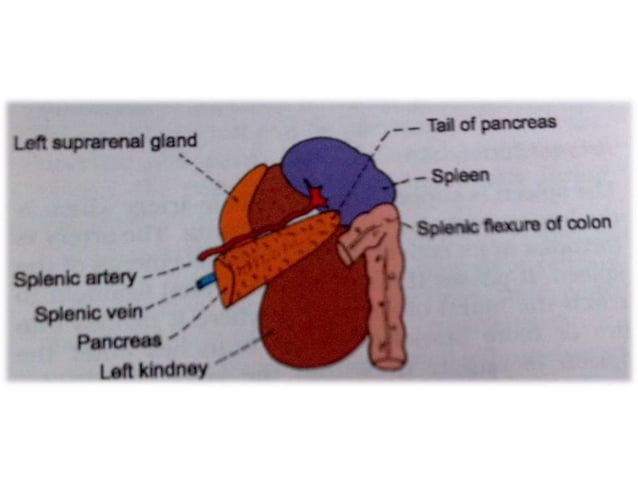 Structure and function of Spleen | PPTX | Digestive Disorders ...