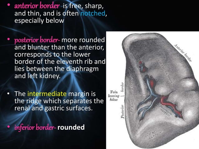 Structure and function of Spleen | PPTX | Digestive Disorders ...