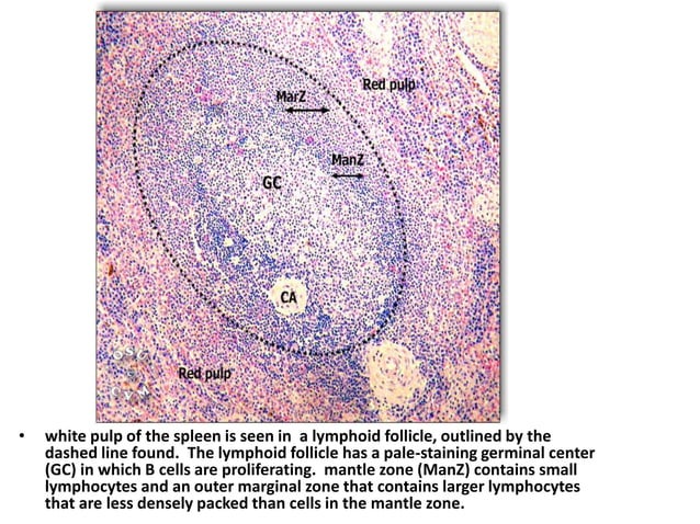Structure and function of Spleen | PPTX | Digestive Disorders ...