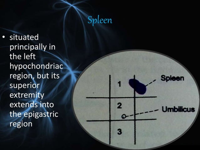 Structure and function of Spleen | PPTX | Digestive Disorders ...