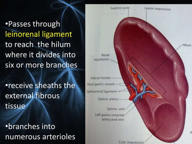Structure and function of Spleen | PPTX | Digestive Disorders ...