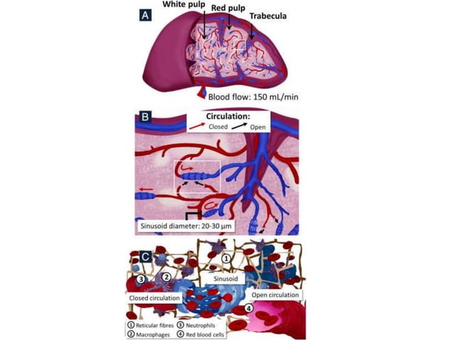 Structure and function of Spleen | PPTX | Digestive Disorders ...