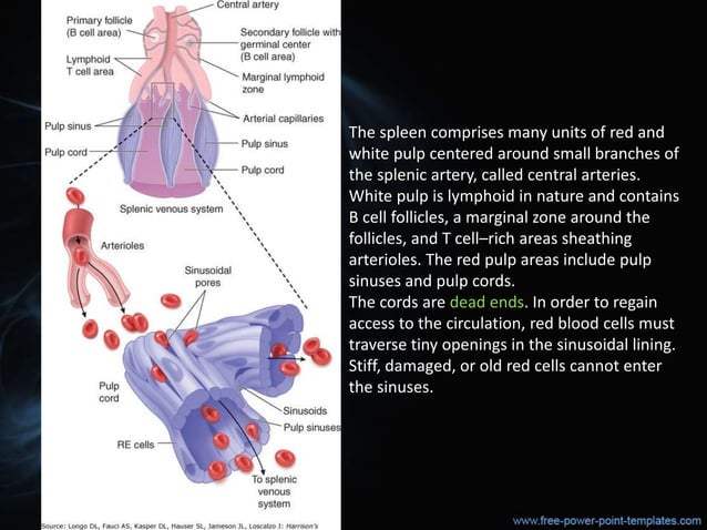 Structure and function of Spleen | PPTX | Digestive Disorders ...