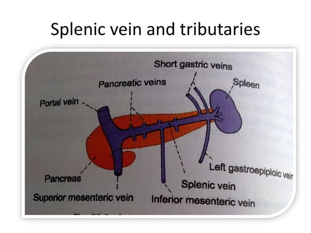 Structure and function of Spleen | PPTX | Digestive Disorders ...