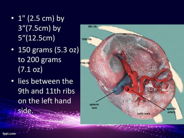 Structure and function of Spleen | PPTX | Digestive Disorders ...