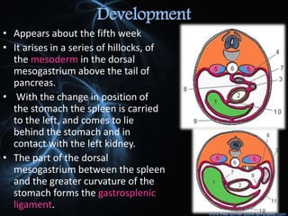 Structure and function of Spleen | PPTX