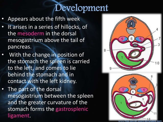 Structure and function of Spleen | PPTX | Digestive Disorders ...