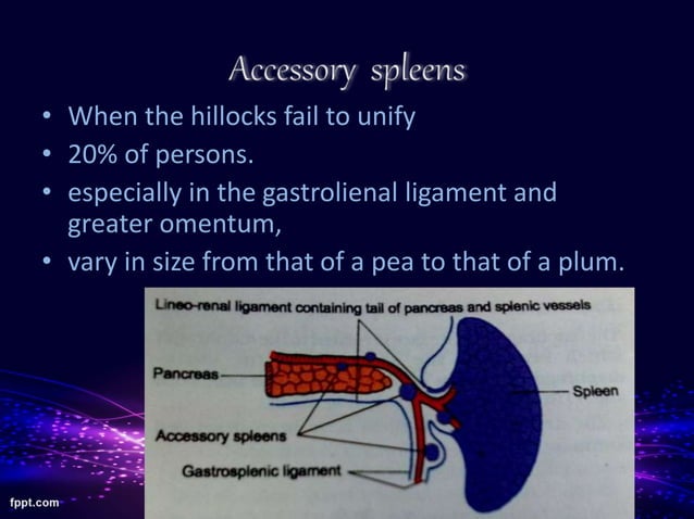 Structure and function of Spleen | PPTX | Digestive Disorders ...