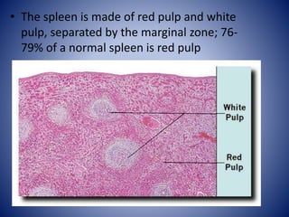 Spleen Histology Labeled