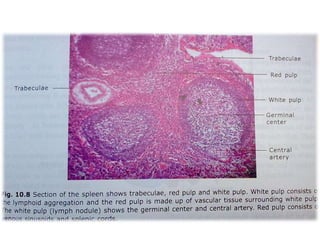 Spleen Microanatomy