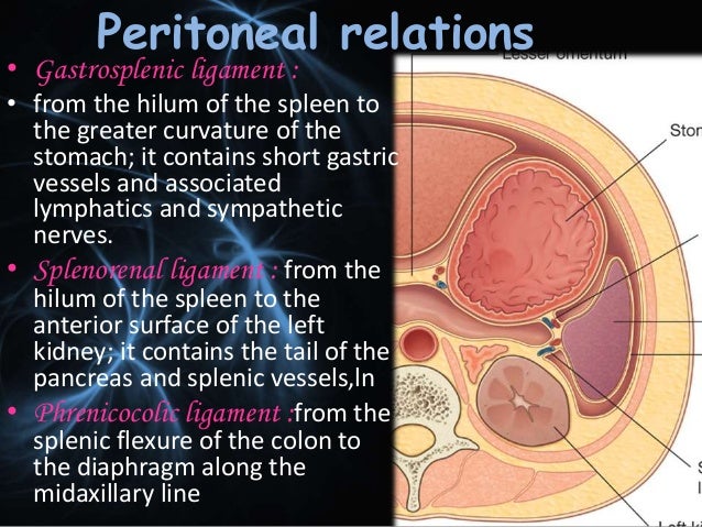 Structure and function of Spleen