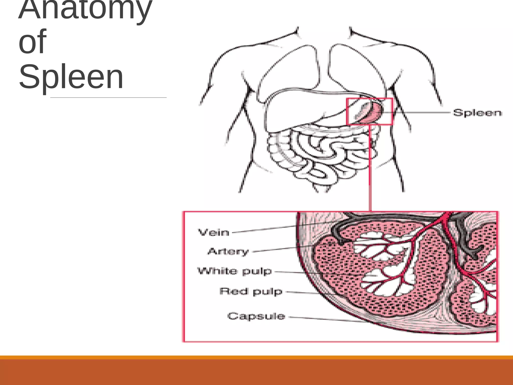 Spleen | PPT
