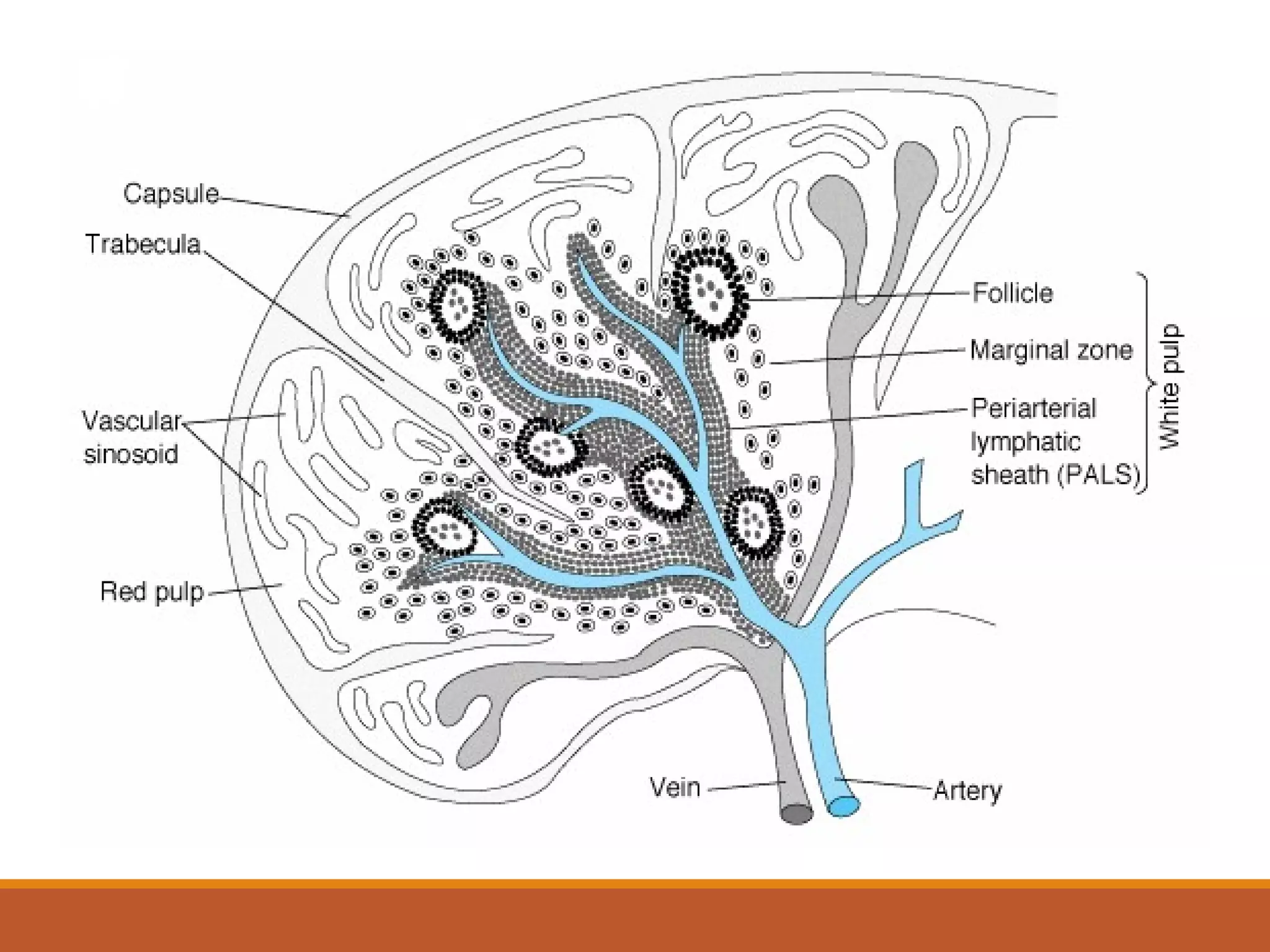 Spleen | PPT