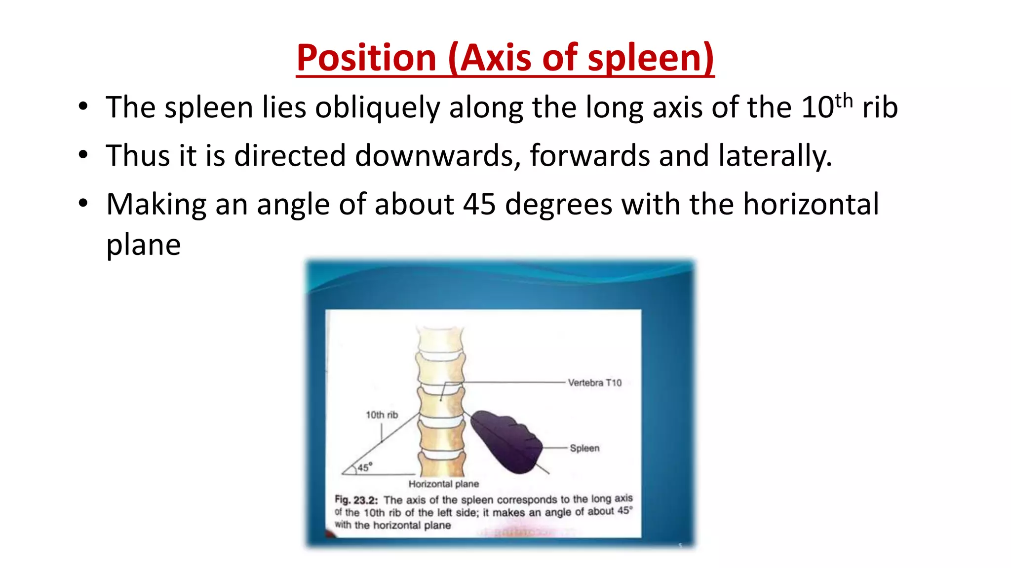 Spleen... | PPTX