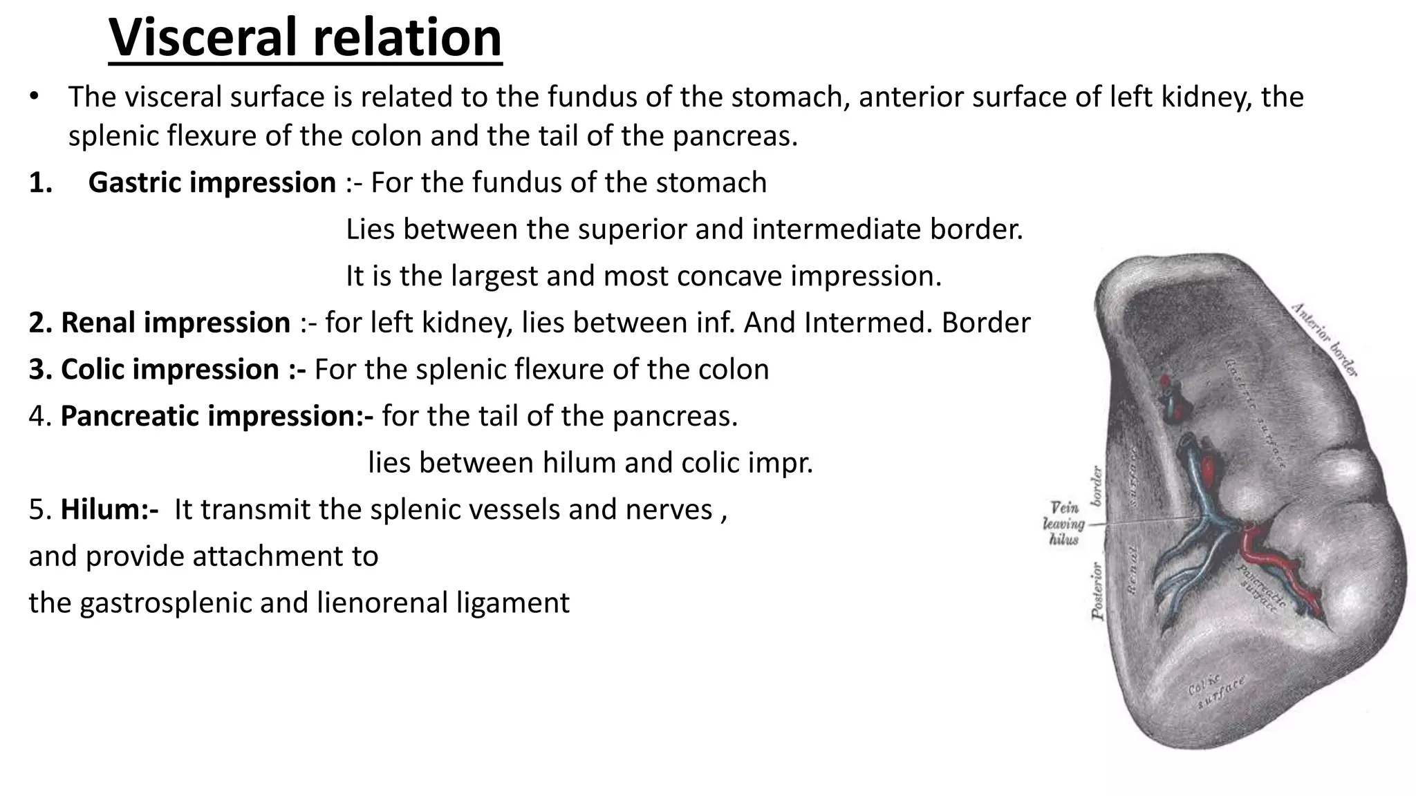 Spleen... | PPTX