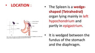Spleen... | PPT