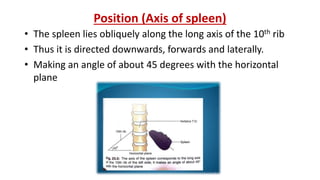 Spleen... | PPT