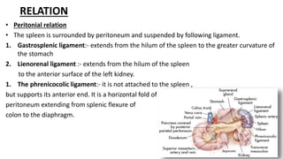 Spleen... | PPT