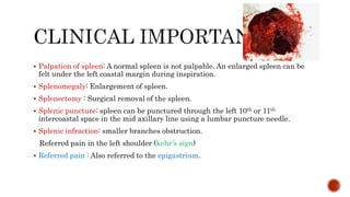 Spleen | PPTX | Blood Disorders | Diseases and Conditions