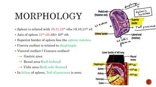 Spleen | PPTX | Blood Disorders | Diseases and Conditions