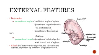 Spleen | PPTX | Blood Disorders | Diseases and Conditions