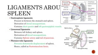 Spleen | PPTX | Blood Disorders | Diseases and Conditions