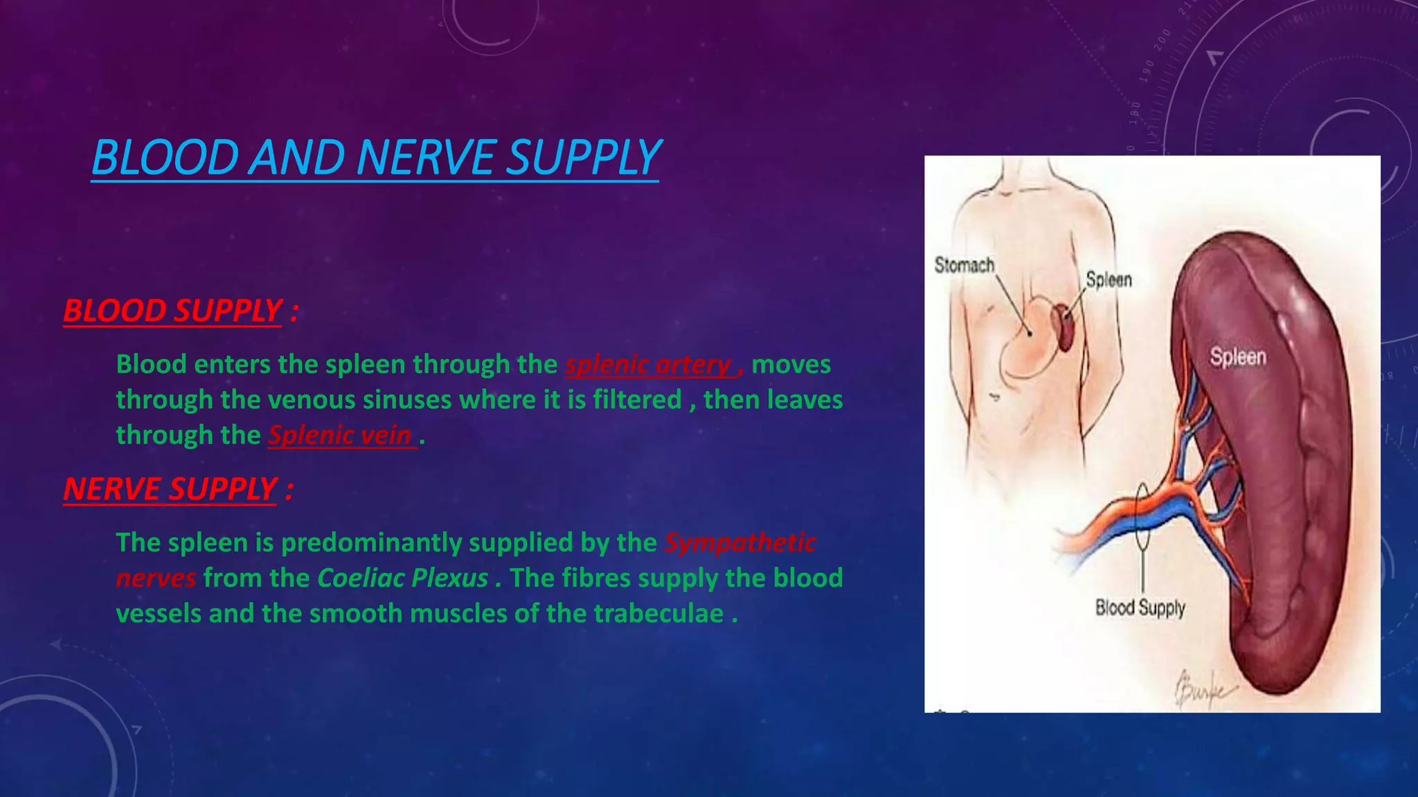 Spleen // Structure of Spleen//Function of Spleen | PPTX