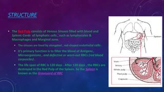 Spleen // Structure of Spleen//Function of Spleen | PPT