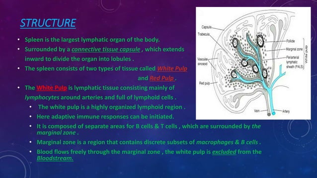 Spleen // Structure of Spleen//Function of Spleen