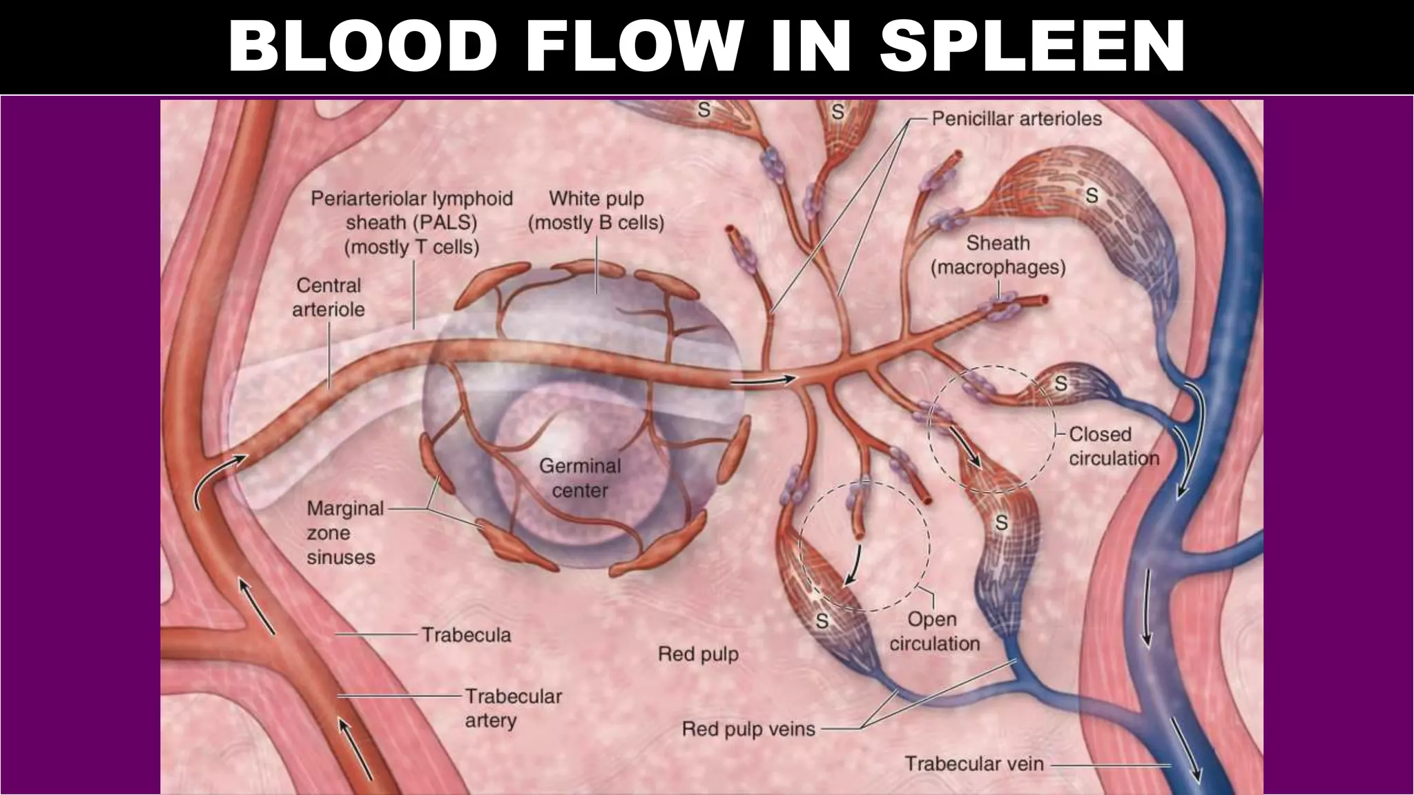 SPLEEN.pptx