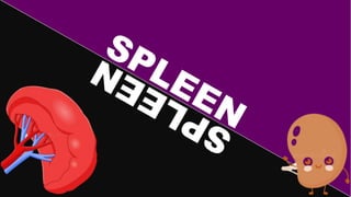 SPLEEN.pptx