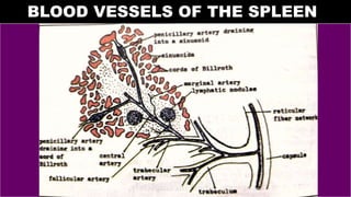 SPLEEN.pptx