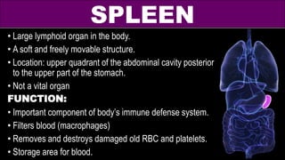 SPLEEN.pptx