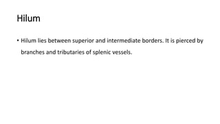 Spleen.pptx