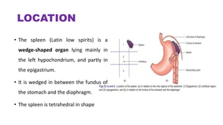 Spleen.pptx
