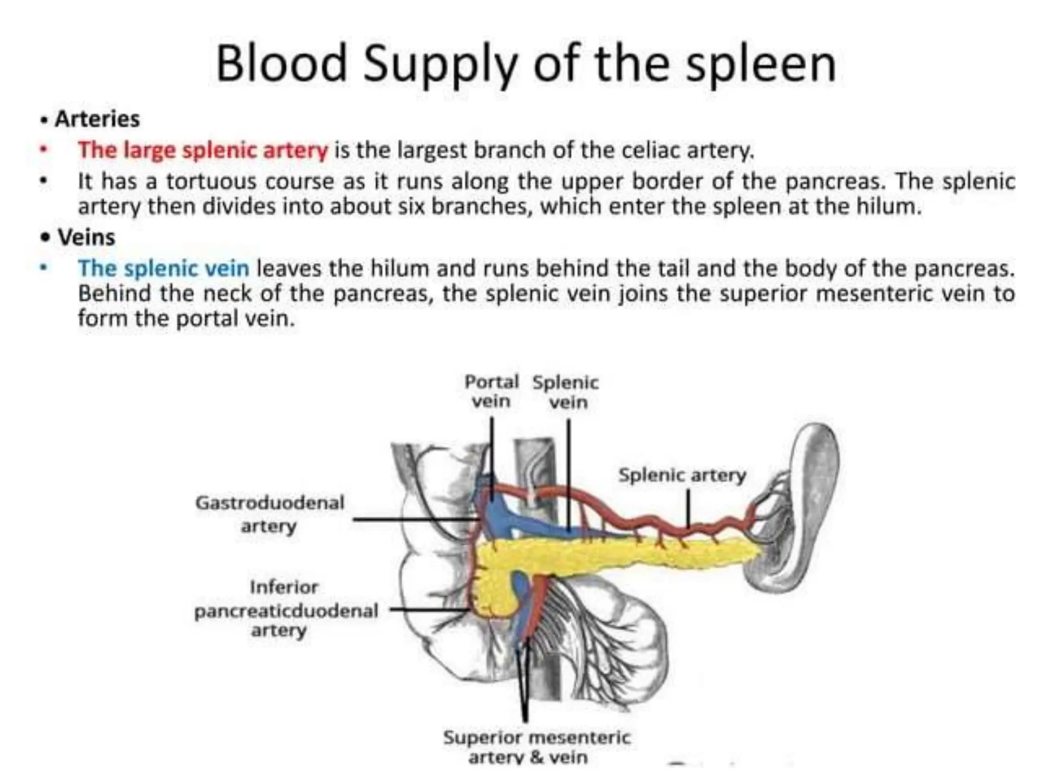 anatomy spleen powwerpoint for nursing students | PPTX | Biological ...