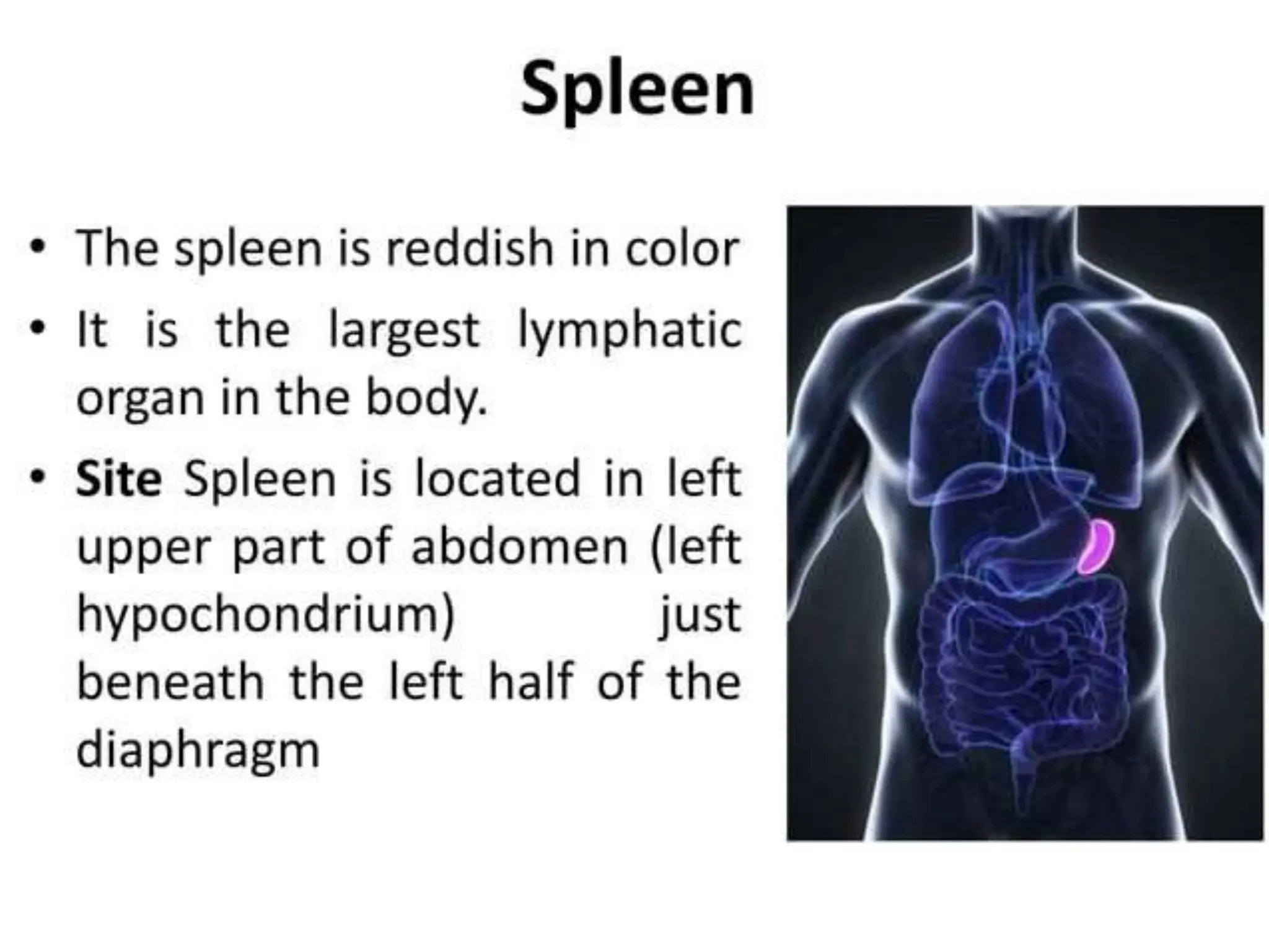 anatomy spleen powwerpoint for nursing students | PPTX | Biological ...