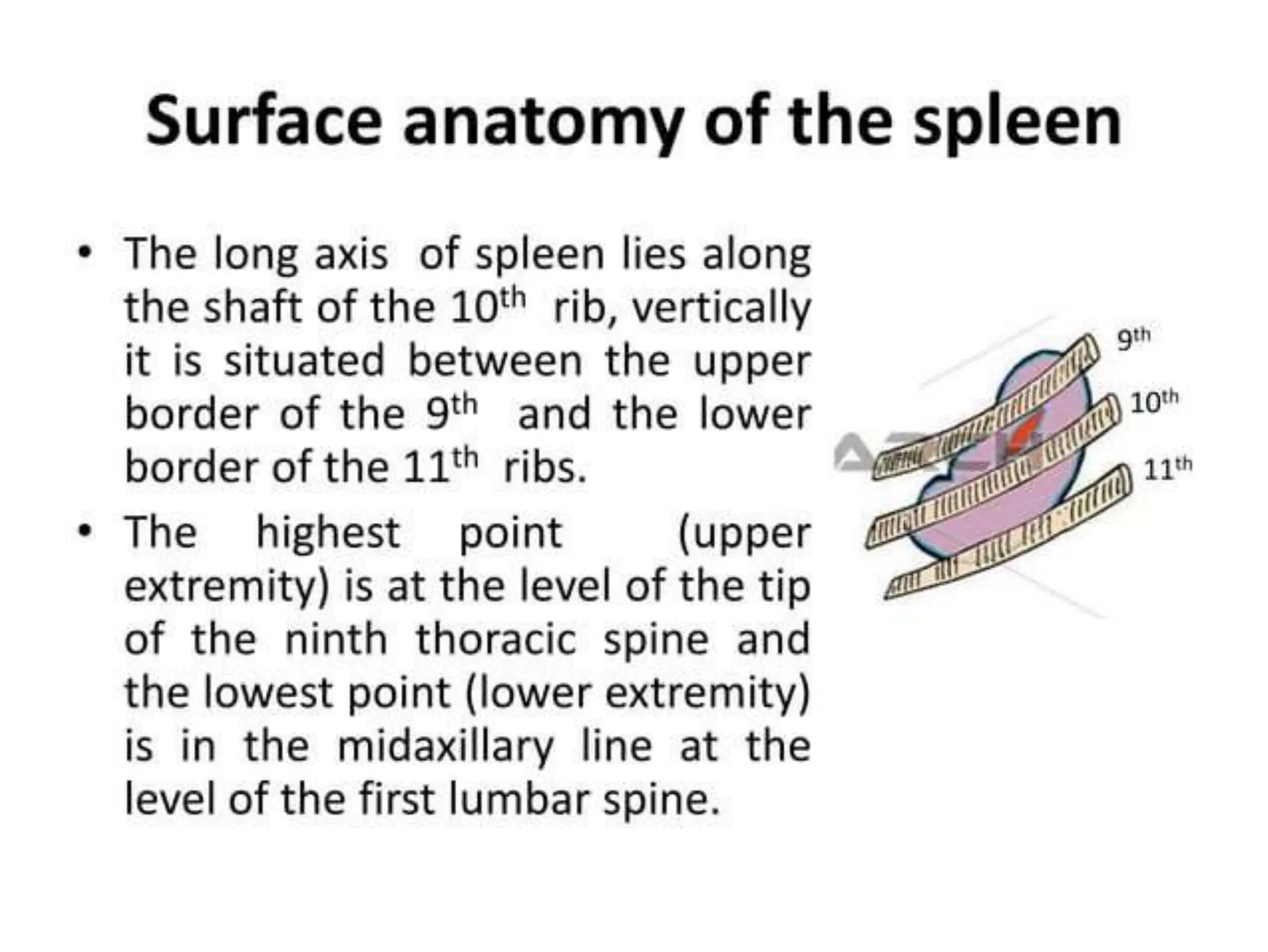 anatomy spleen powwerpoint for nursing students | PPTX | Biological ...