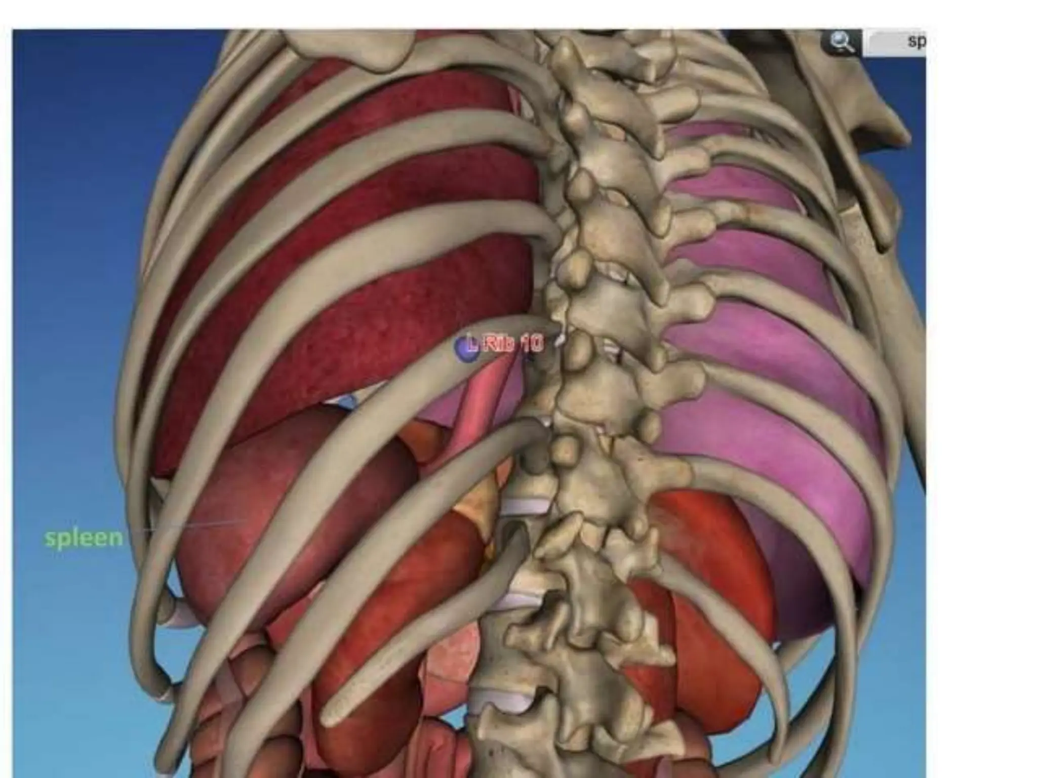 anatomy spleen powwerpoint for nursing students | PPTX | Biological ...