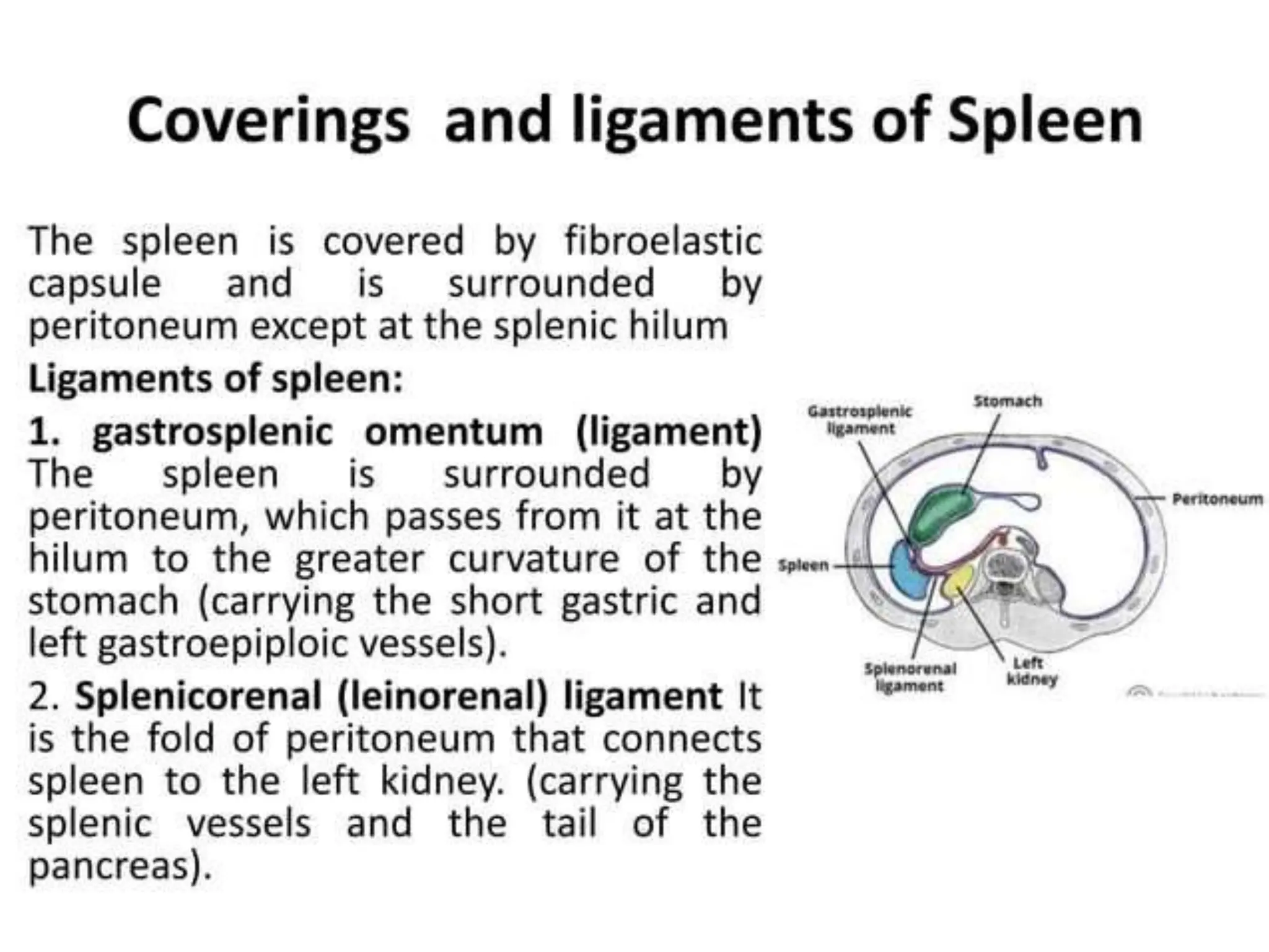 anatomy spleen powwerpoint for nursing students | PPTX | Biological ...