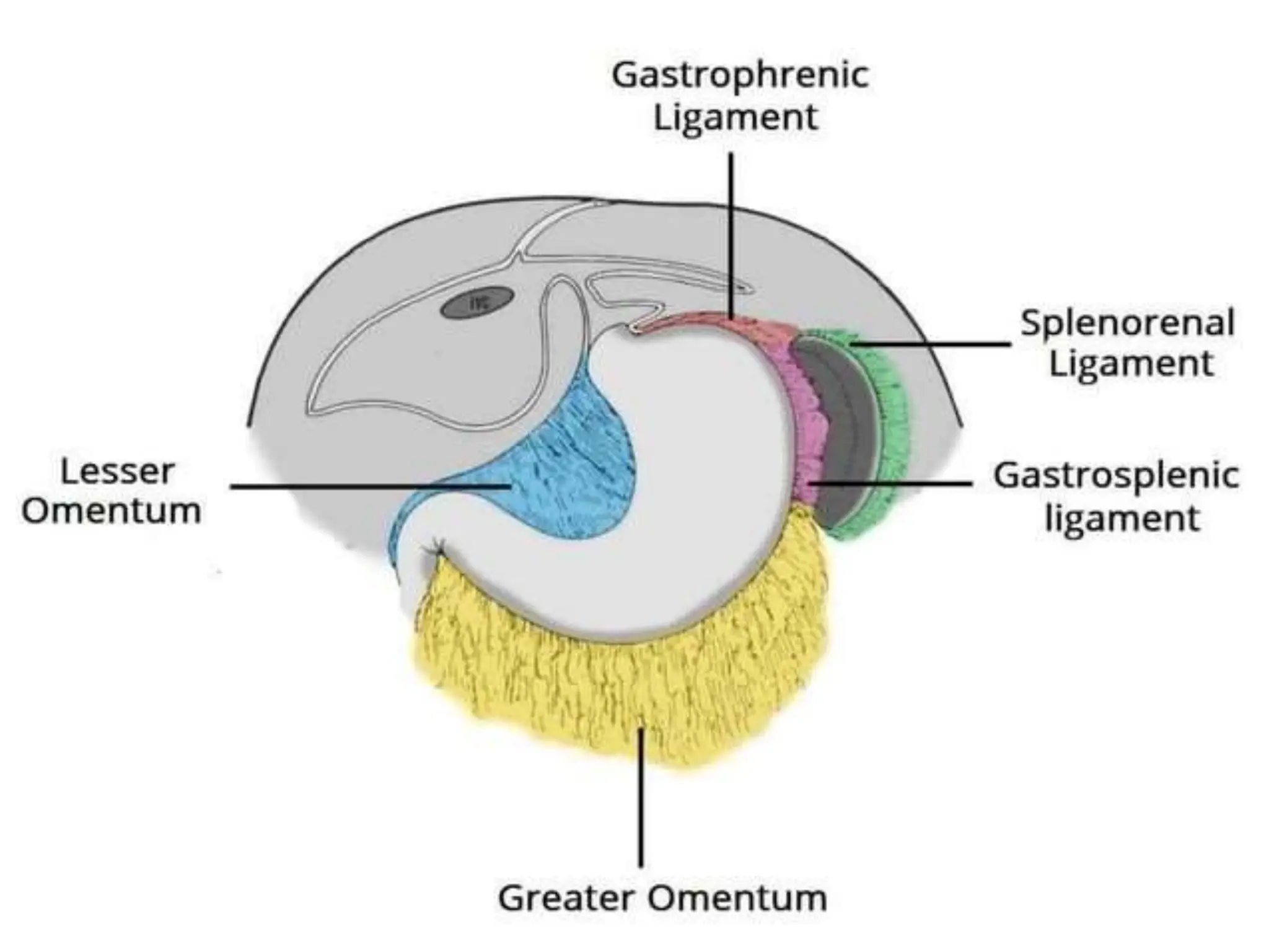 anatomy spleen powwerpoint for nursing students | PPTX | Biological ...