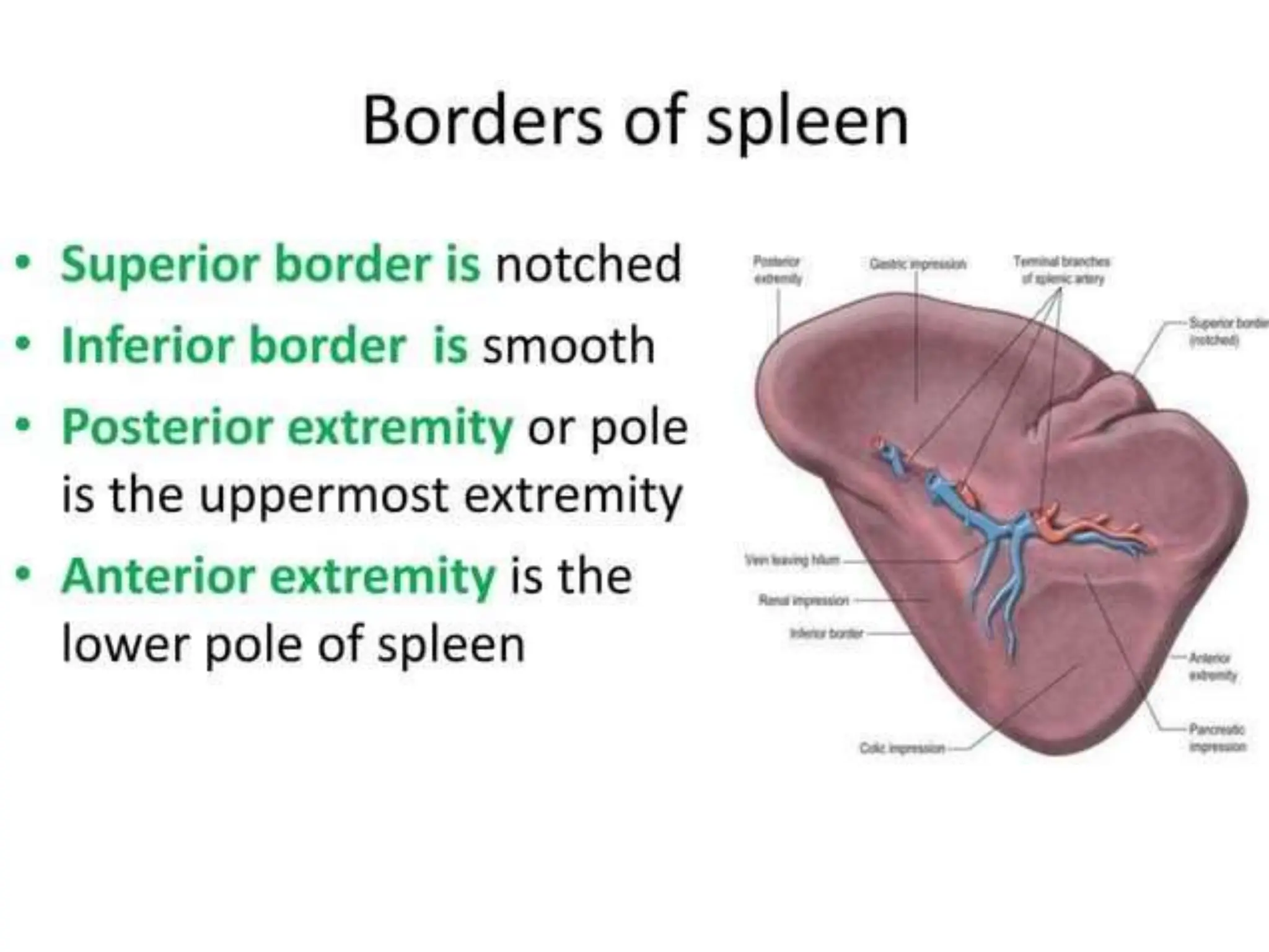 anatomy spleen powwerpoint for nursing students | PPTX | Biological ...