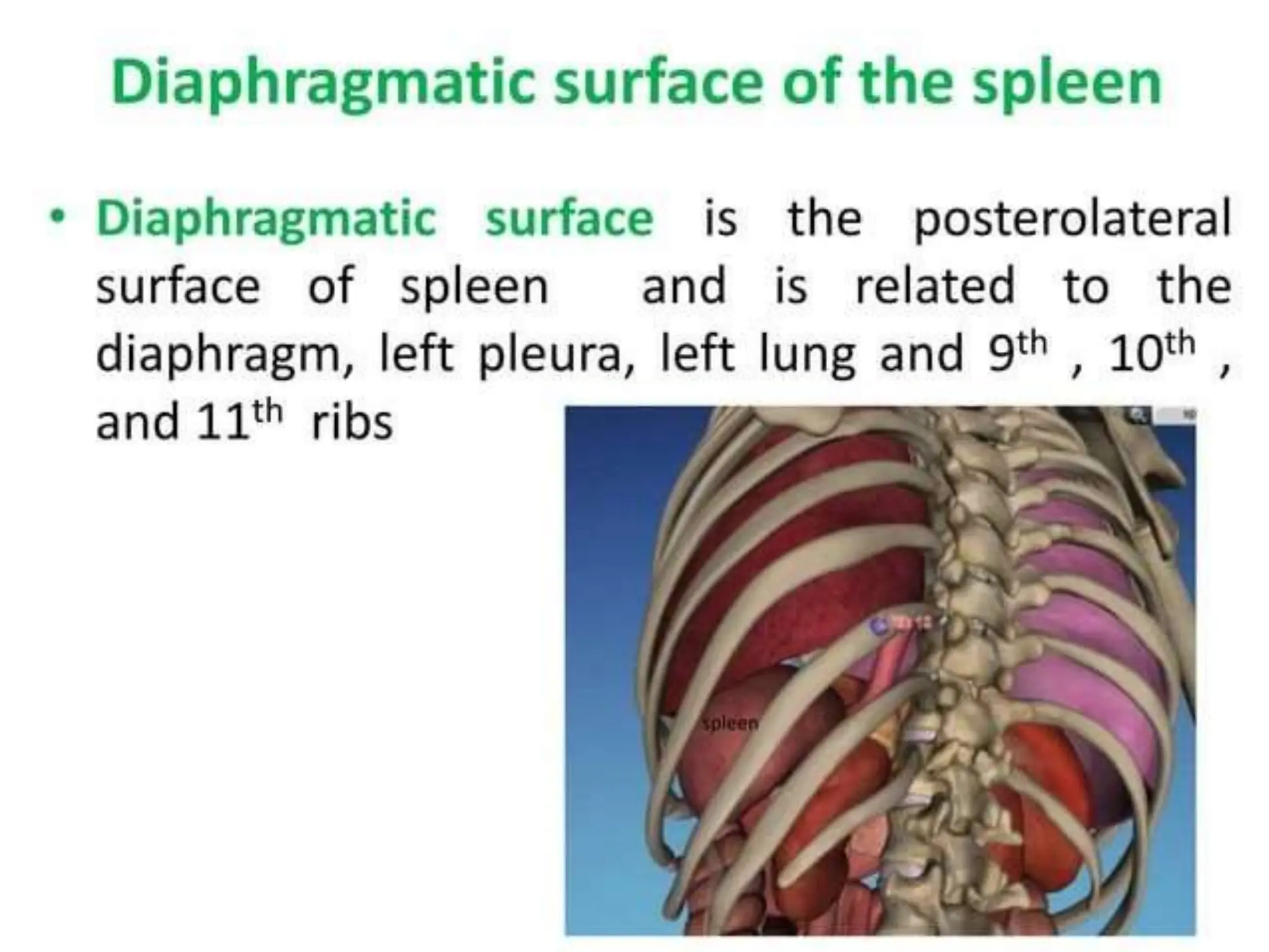anatomy spleen powwerpoint for nursing students | PPTX | Biological ...