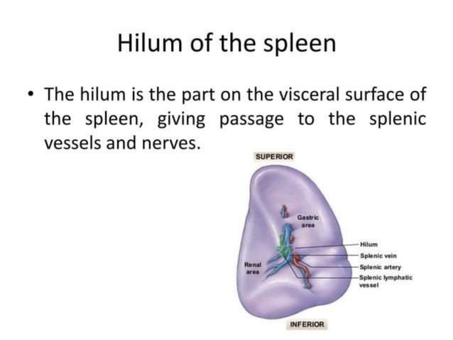 anatomy spleen powwerpoint for nursing students | PPTX | Biological ...